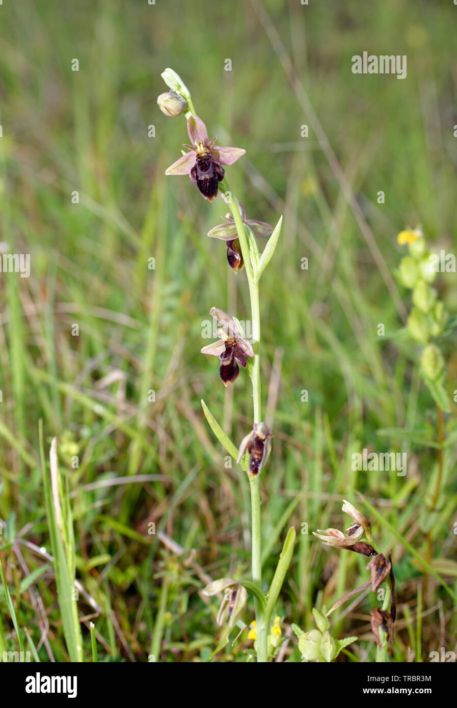 Very Rare Hybrid between Bee Orchid and Fly Orchid Ophrys x pietschii ...