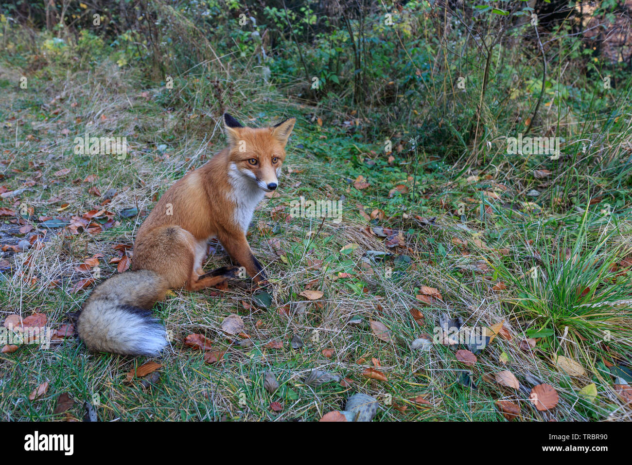 european red fox (vulpes vulpes) in Fagaras Mountains, Romania Stock ...