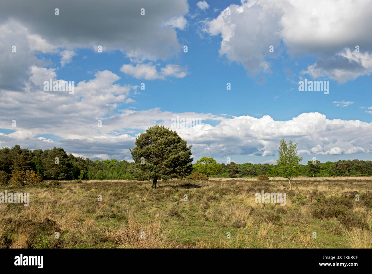 Skipwith Common, a local nature reserve, North Yorkshire, England UK ...