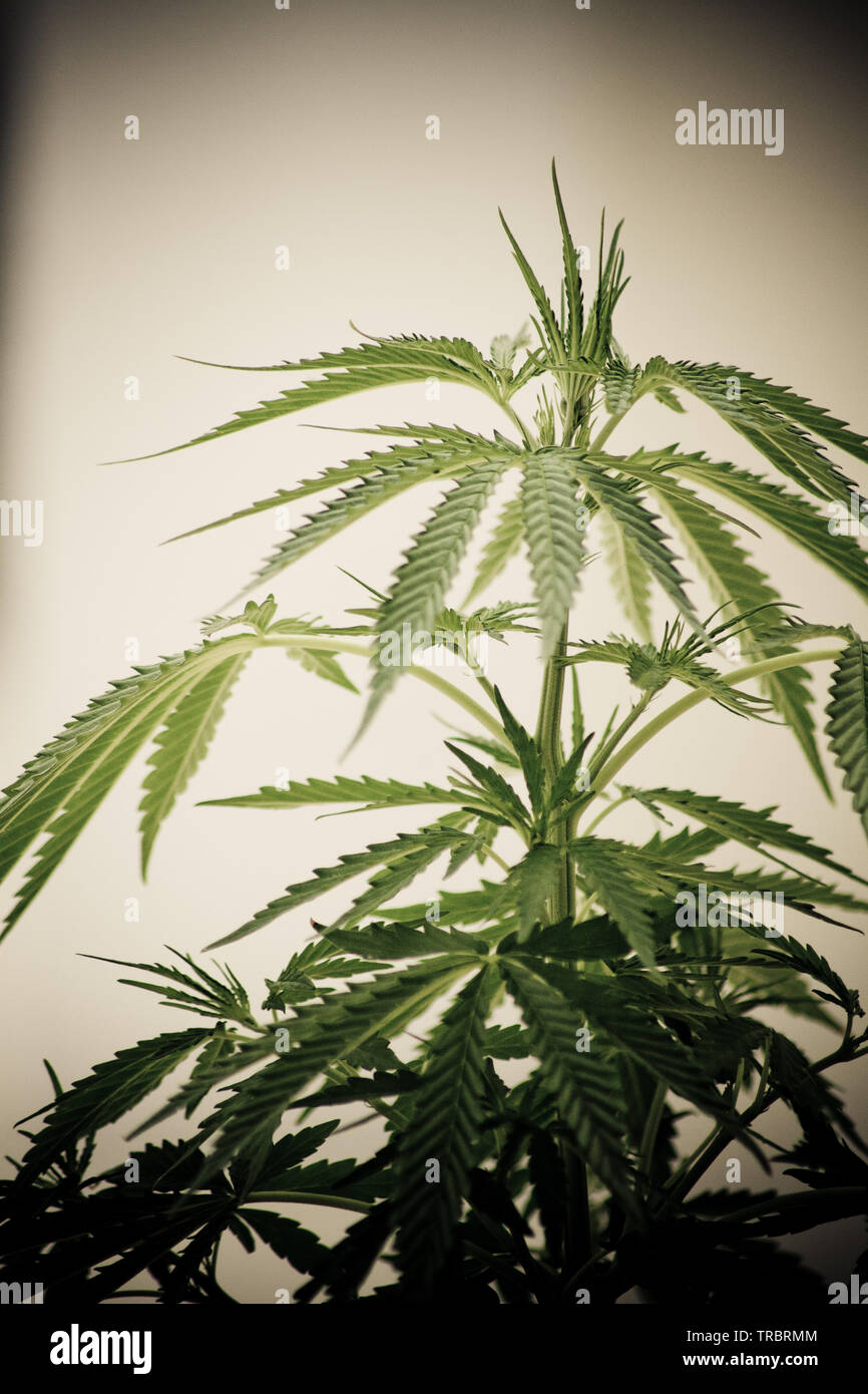 Planta de cannabis sativa hi-res stock photography and images - Alamy