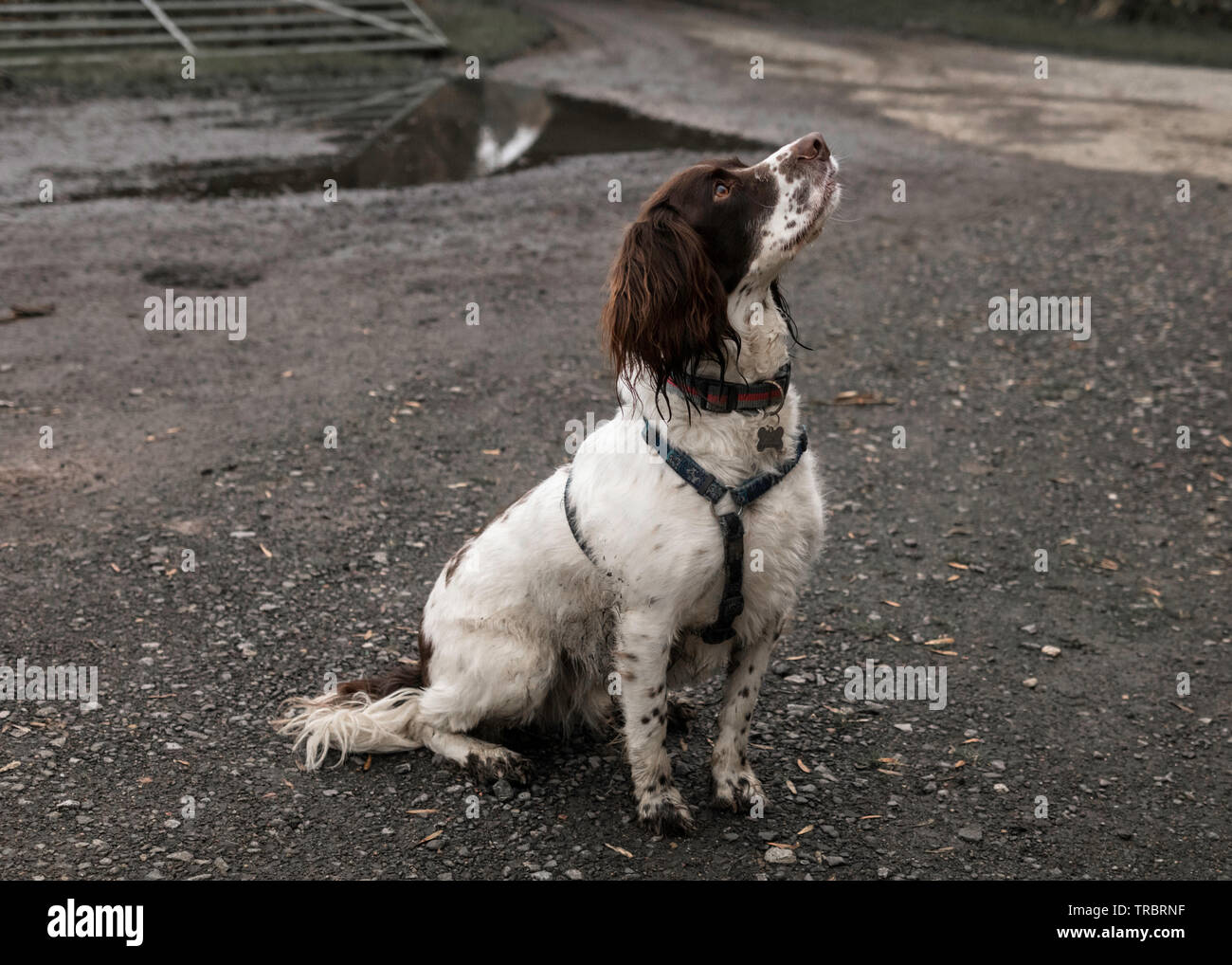 Focused dog looking at his ovner and waiting Stock Photo - Alamy