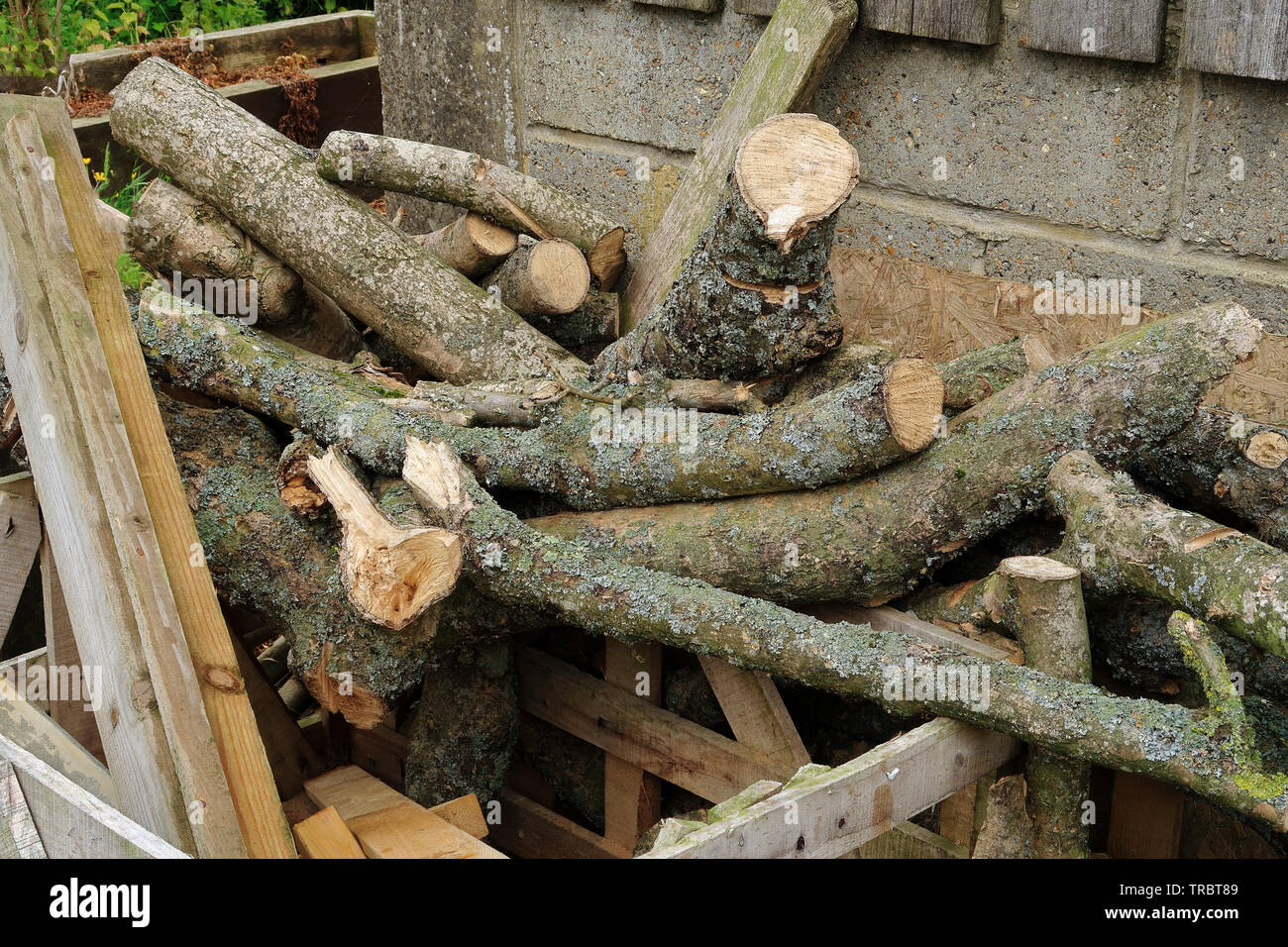 A pile of cut down tree branches Stock Photo - Alamy