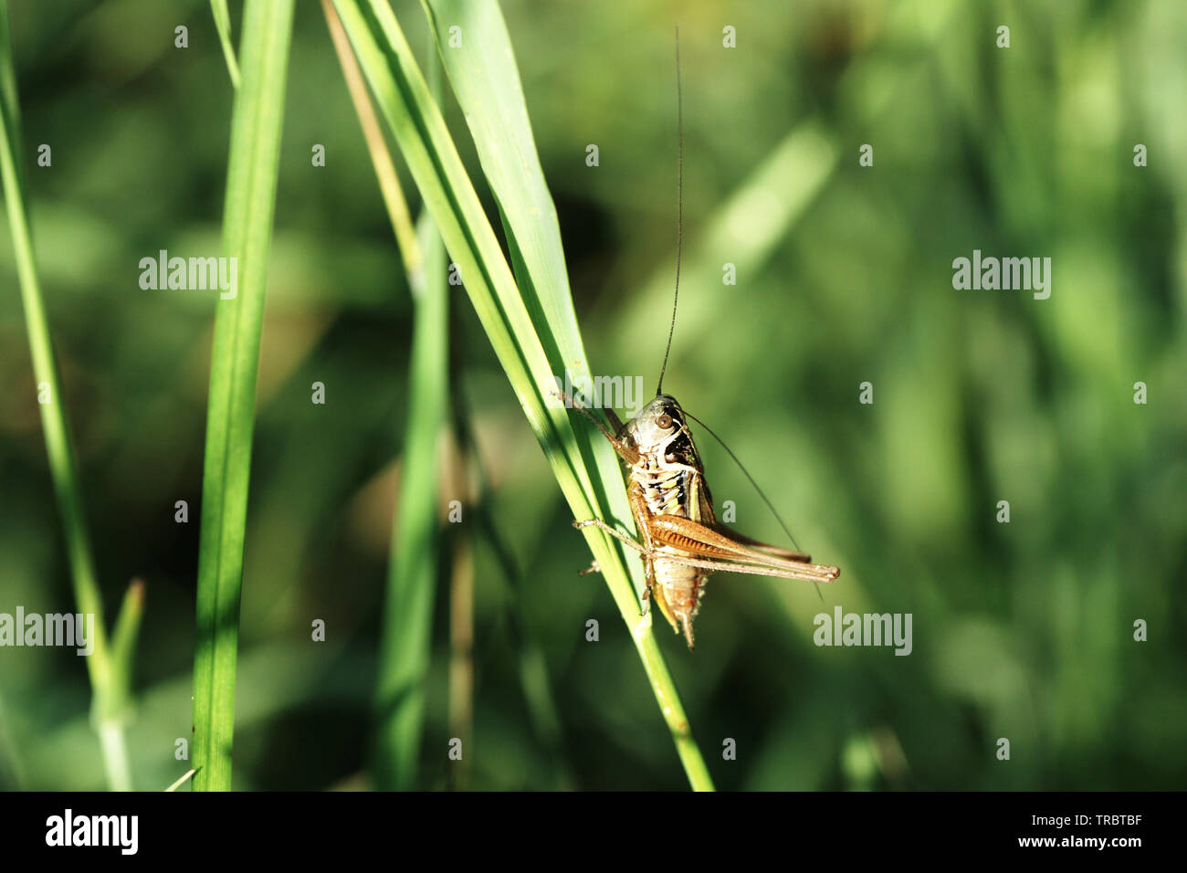Gras species of europa hi-res stock photography and images - Alamy