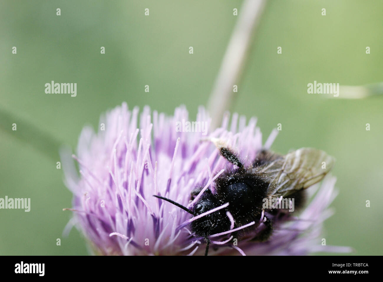 Insekten hummel hi-res stock photography and images - Alamy