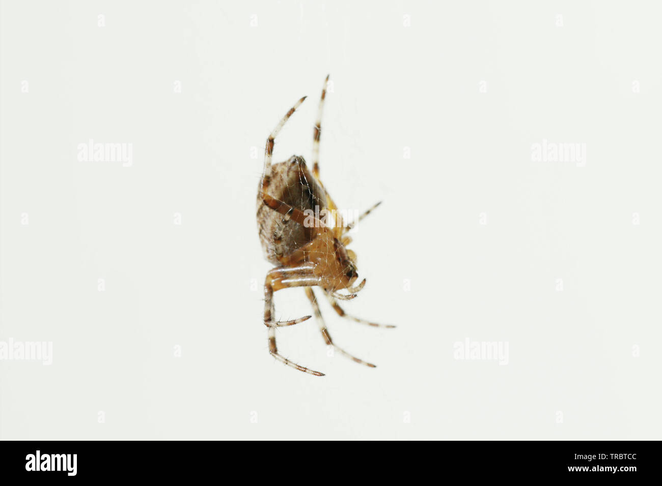 Radnetzspinne hi-res stock photography and images - Alamy