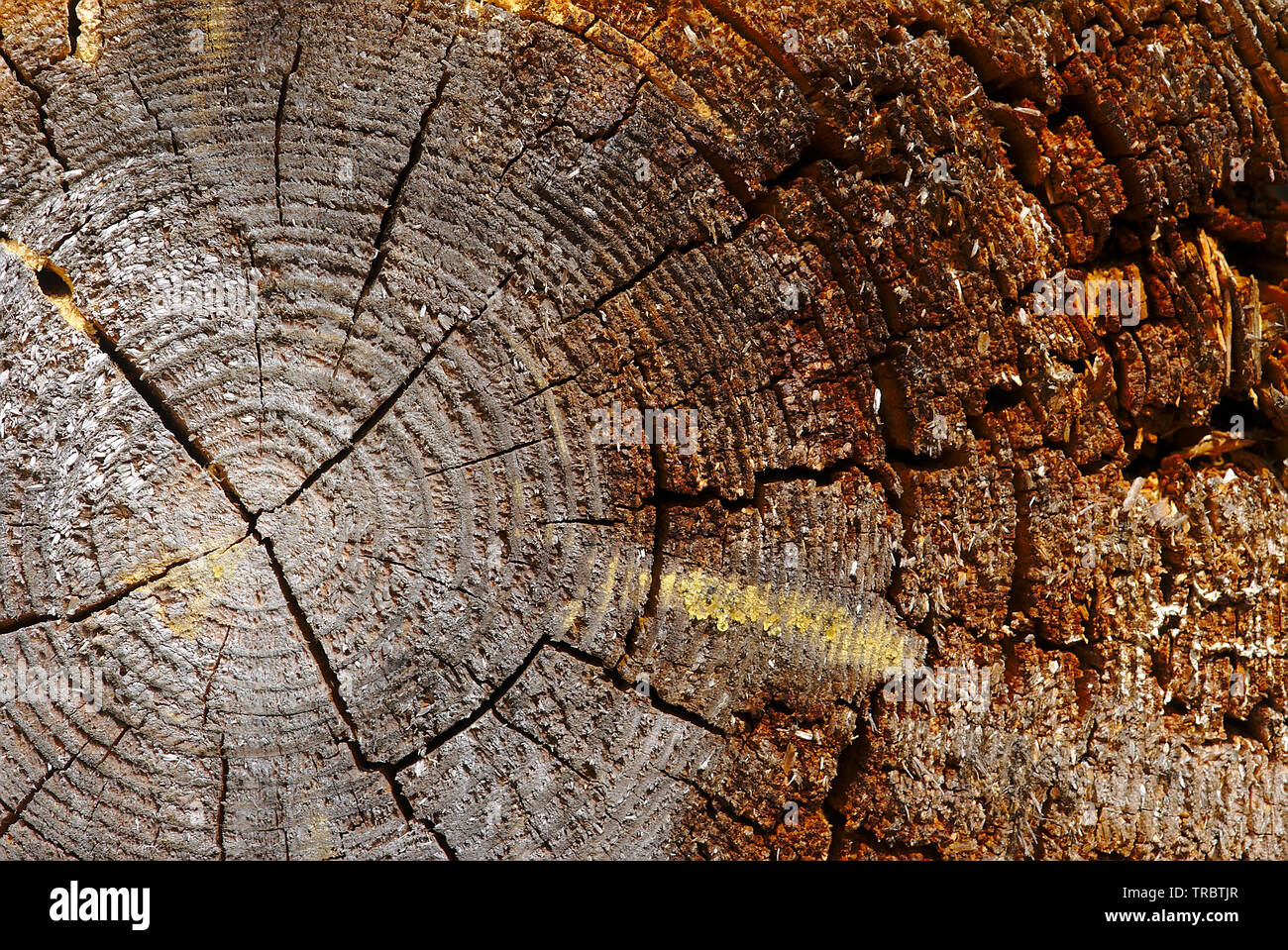 raw logs texture. material, background Stock Photo - Alamy
