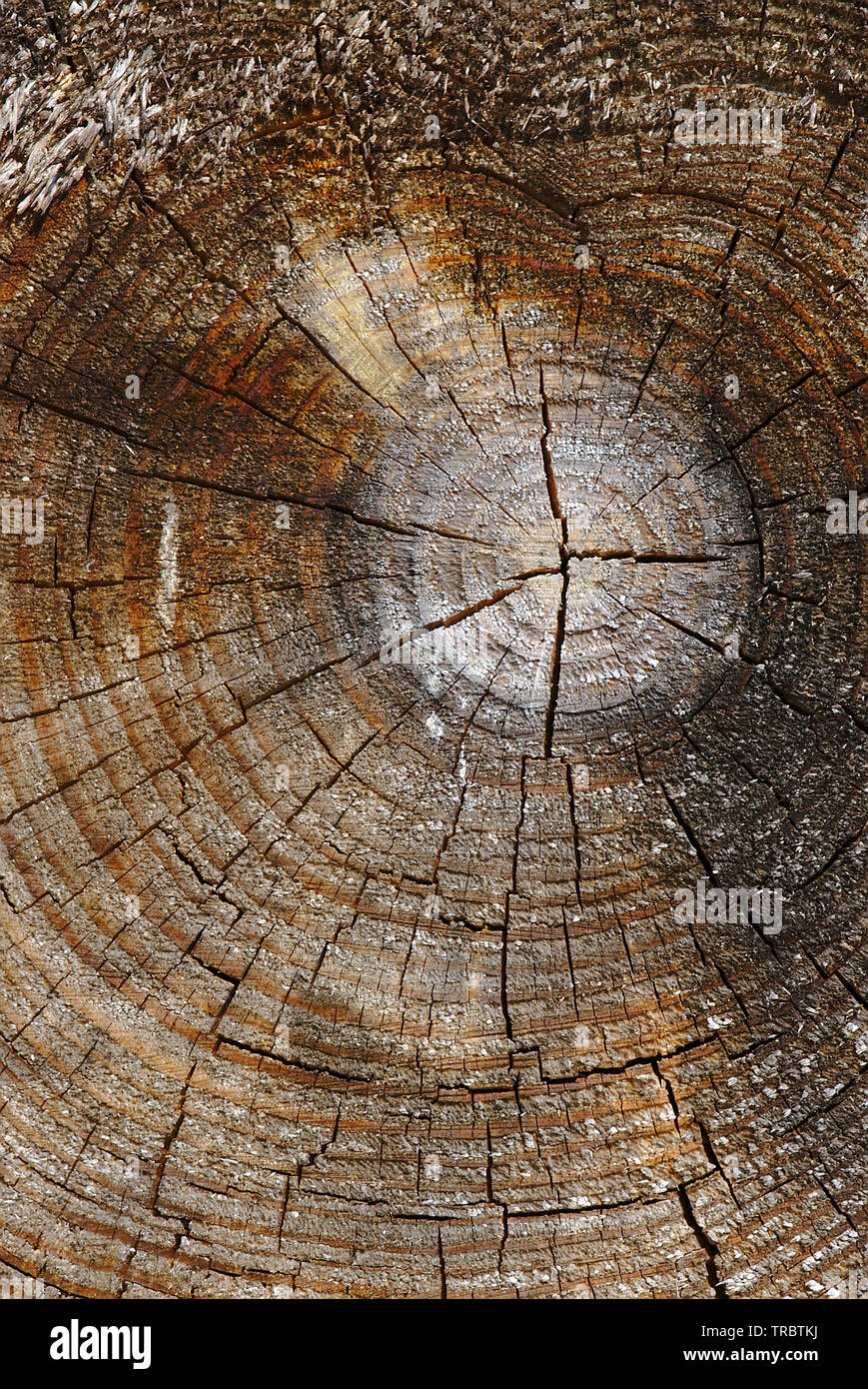 raw logs texture. material, background Stock Photo - Alamy