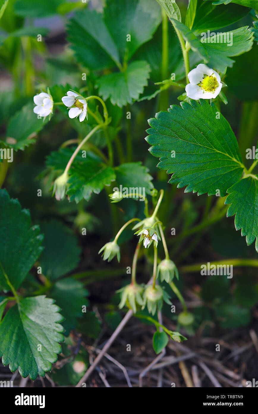 Strawberry tree flower hi-res stock photography and images - Alamy