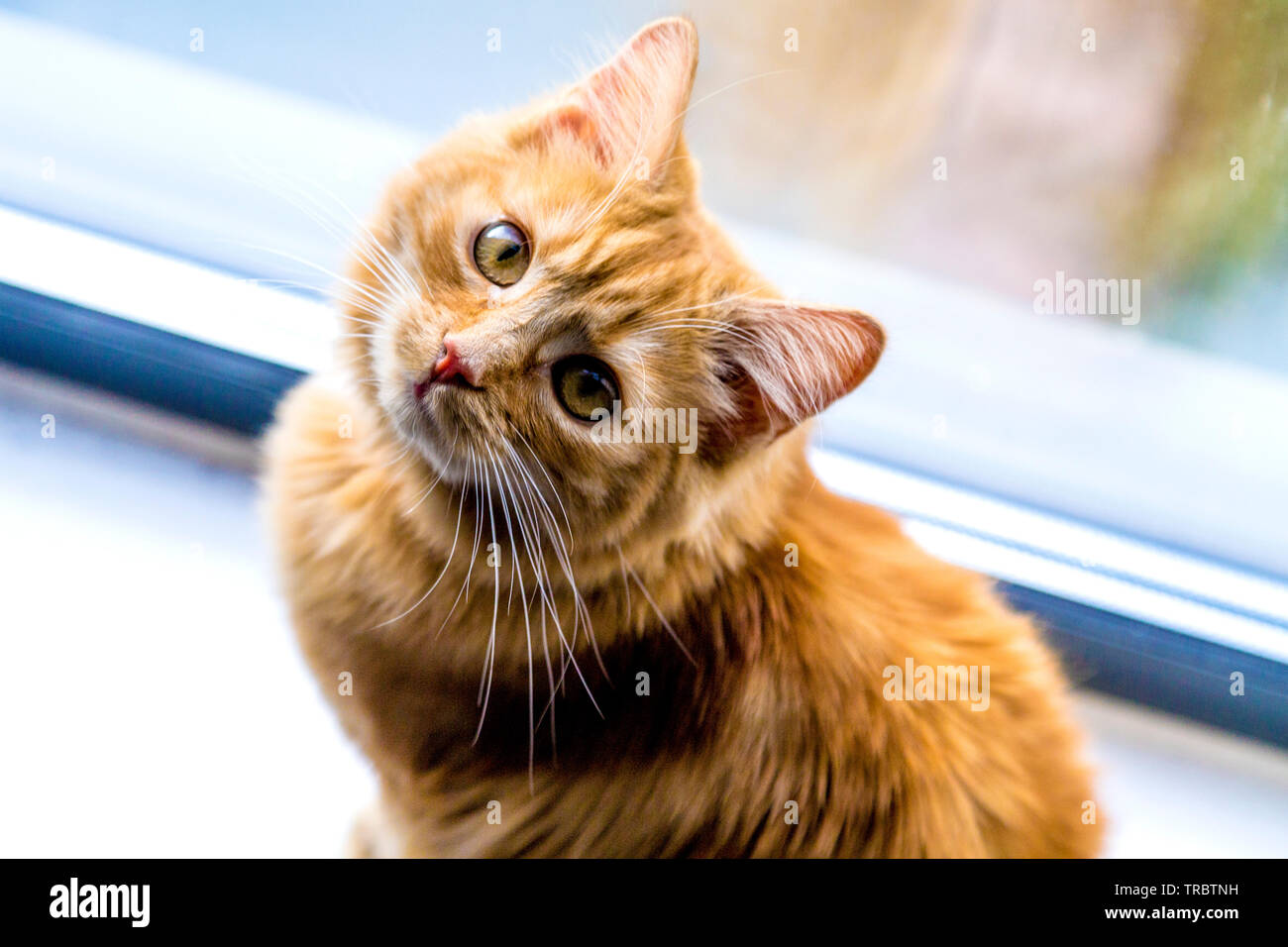 Alert ginger cat Stock Photo - Alamy