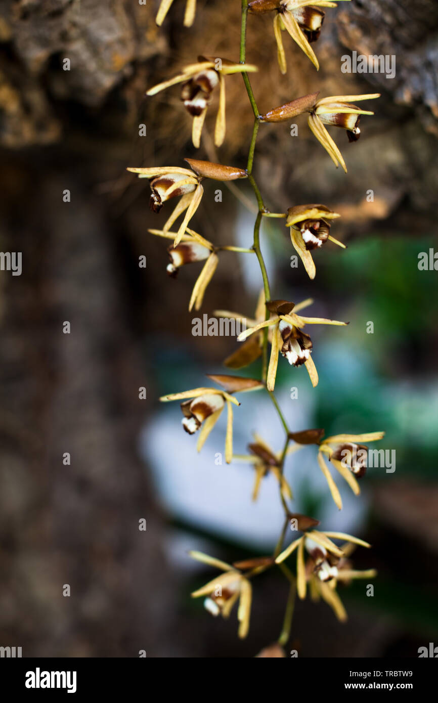 Orchid. Colorful orchids in flower. Blooming orchid in orchidarium Stock Photo - Alamy