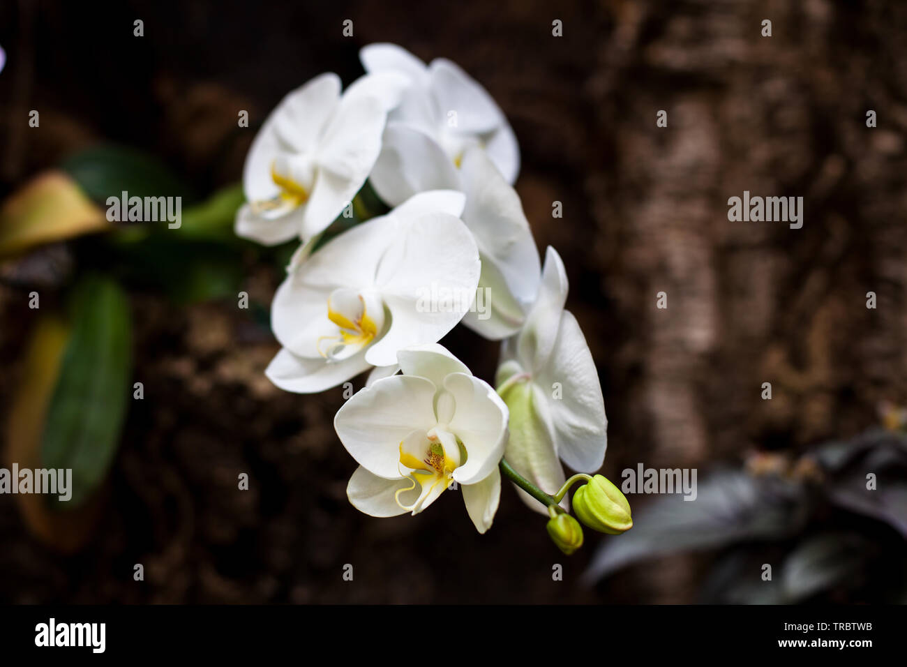 Orchid. Colorful orchids in flower. Blooming orchid in orchidarium Stock Photo - Alamy