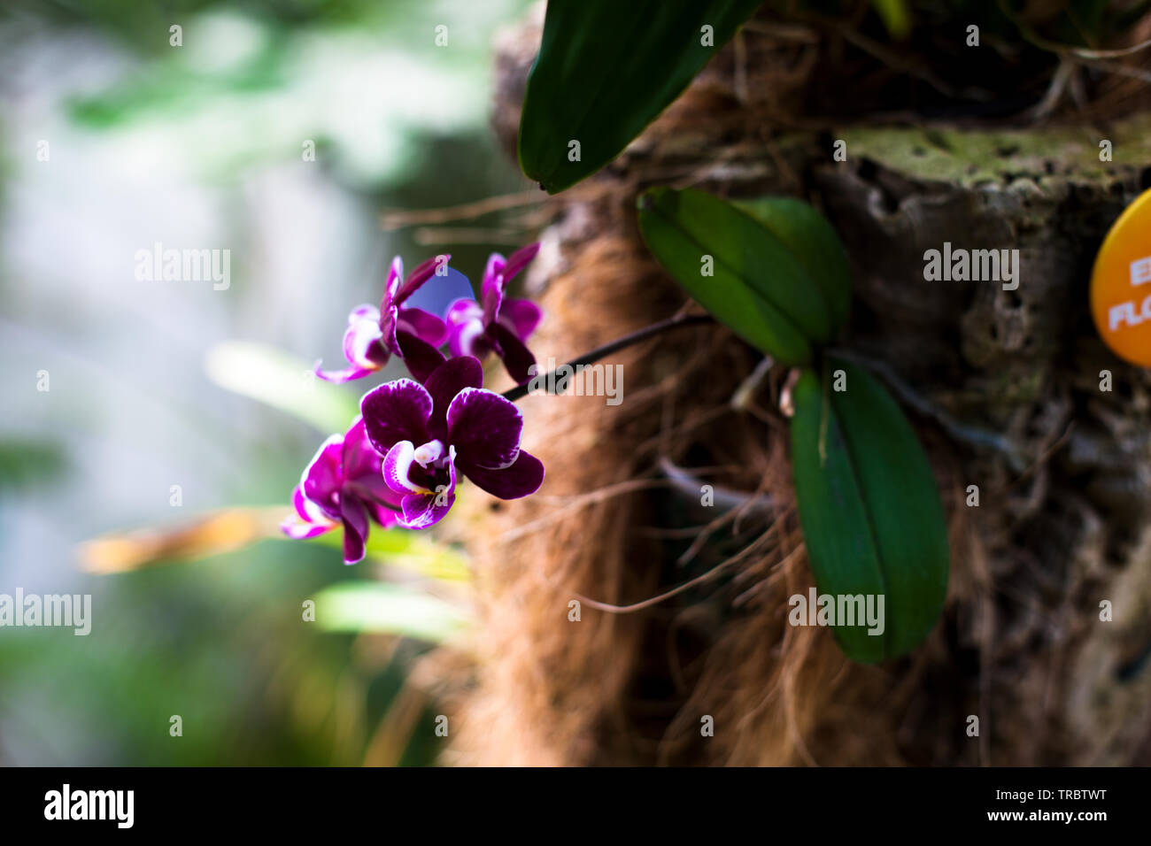 Orchid. Colorful orchids in flower. Blooming orchid in orchidarium Stock Photo - Alamy