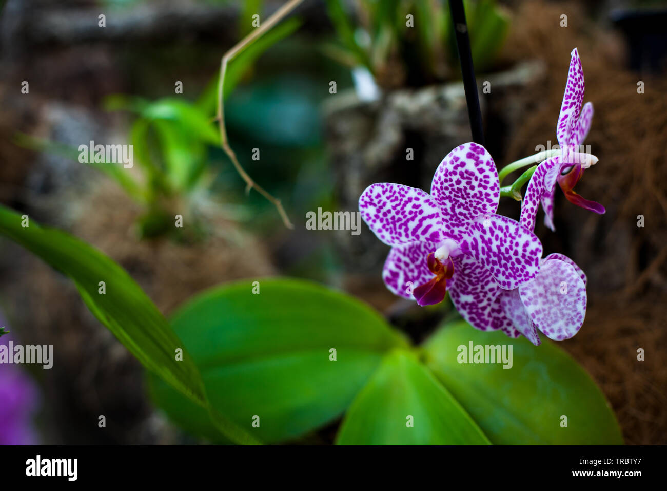 Orchid. Colorful orchids in flower. Blooming orchid in orchidarium Stock Photo - Alamy