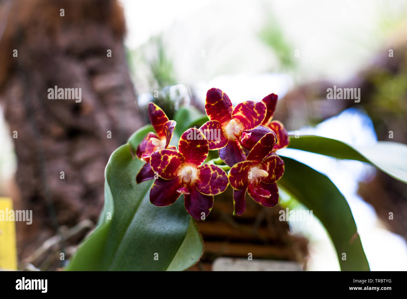 Orchid. Colorful orchids in flower. Blooming orchid in orchidarium Stock Photo - Alamy