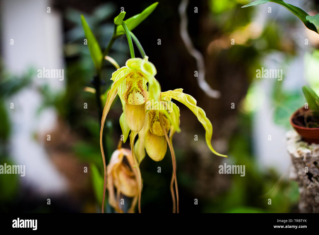 Orchid. Colorful orchids in flower. Blooming orchid in orchidarium Stock Photo - Alamy