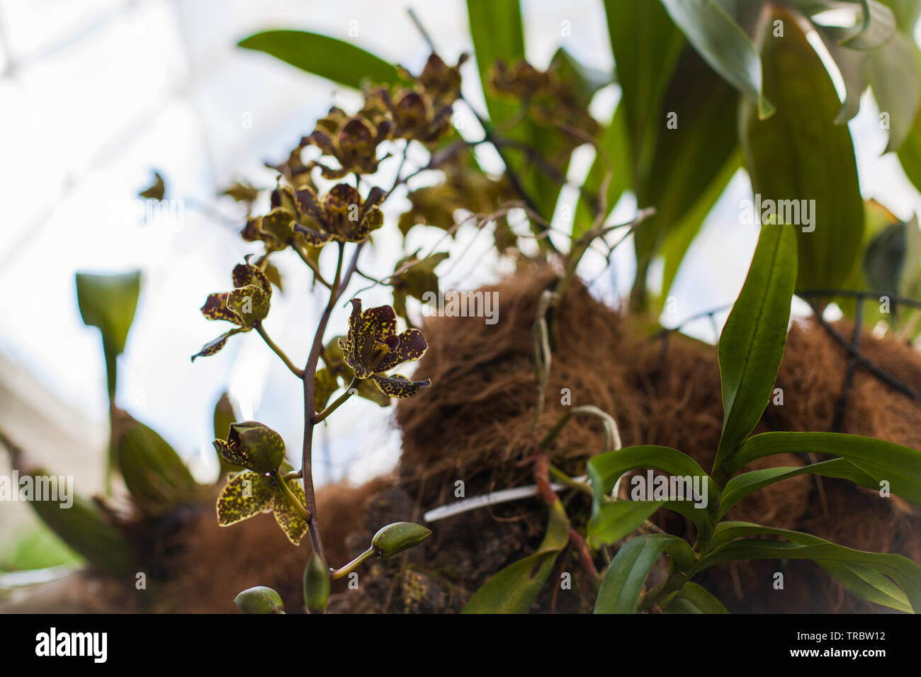 Orchid. Colorful orchids in flower. Blooming orchid in orchidarium Stock Photo - Alamy