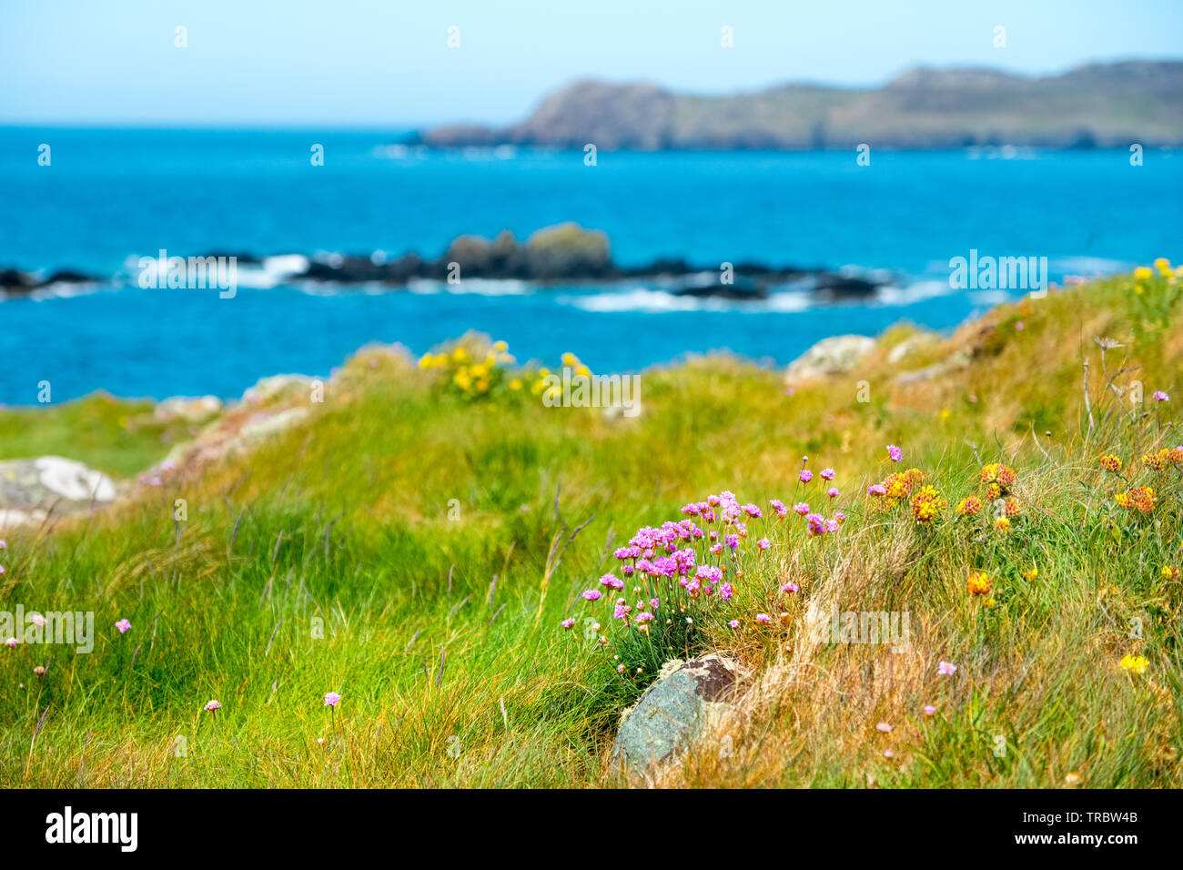 Wild flowers on cliffs, St Davids Head in background, Pembrokeshire ...