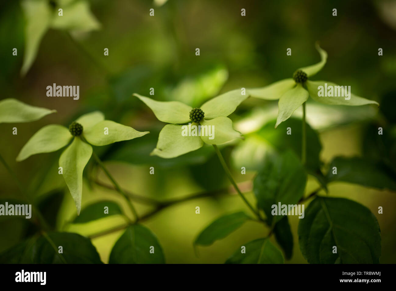 Kousa dogwood (Cornus kousa) or Japanese dogwood, in the family ...