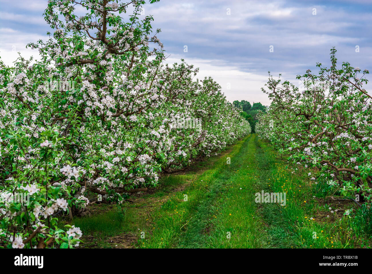 Apple Orchard showing apple trees in full bloom Stock Photo - Alamy