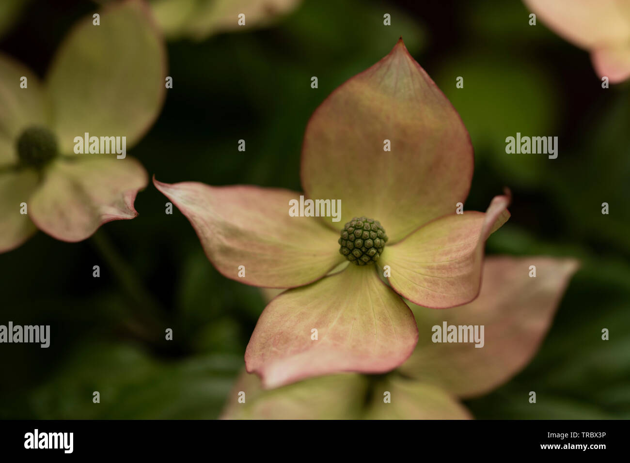 Pink kousa dogwood (Cornus kousa), also known as Japanese dogwood, in ...