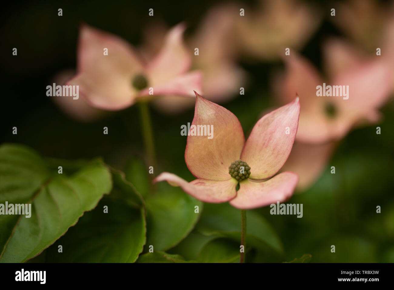 Pink kousa dogwood (Cornus kousa), in the Cornaceae family, also known ...