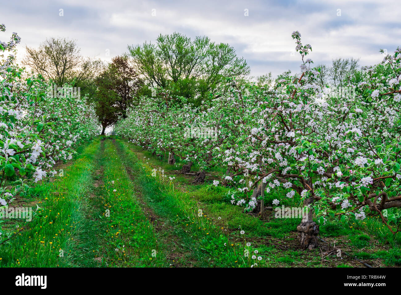 Farm orchard in bloom hi-res stock photography and images - Alamy