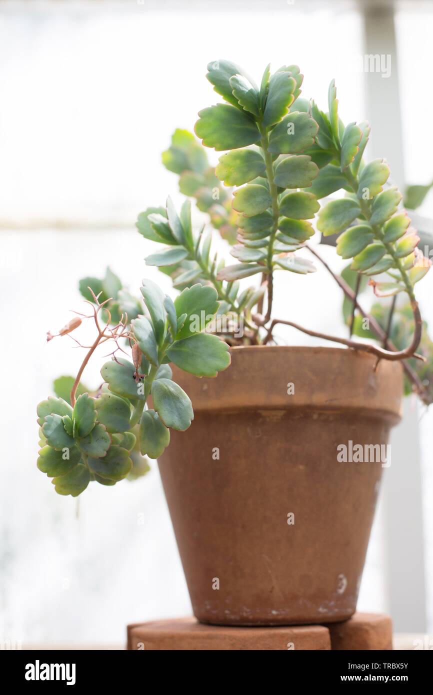 Maternity Plant - Kalanchoe daigremontiana - at Bush's Pasture Park in ...