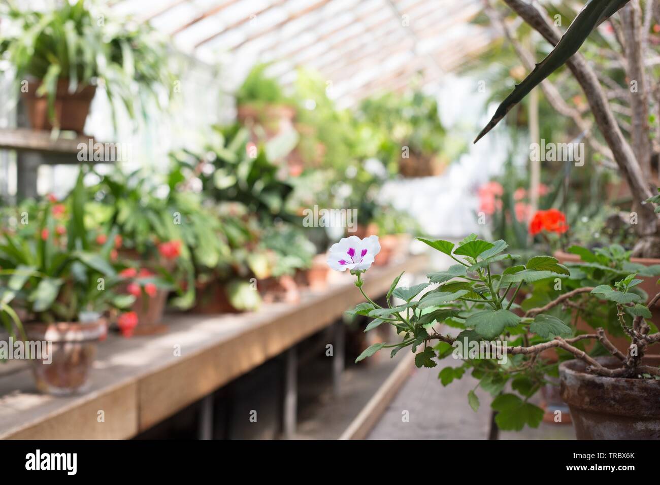 A variety of plants thriving in the greenhouse at Bush's Pasture Park ...
