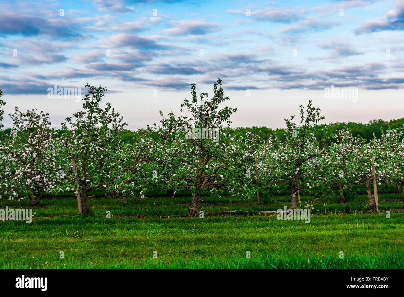 Apple Orchard showing apple trees in full bloom Stock Photo - Alamy