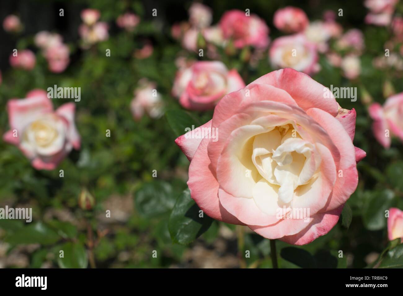Gemini hybrid tea roses at Bush's Pasture Park in Salem, Oregon, USA ...