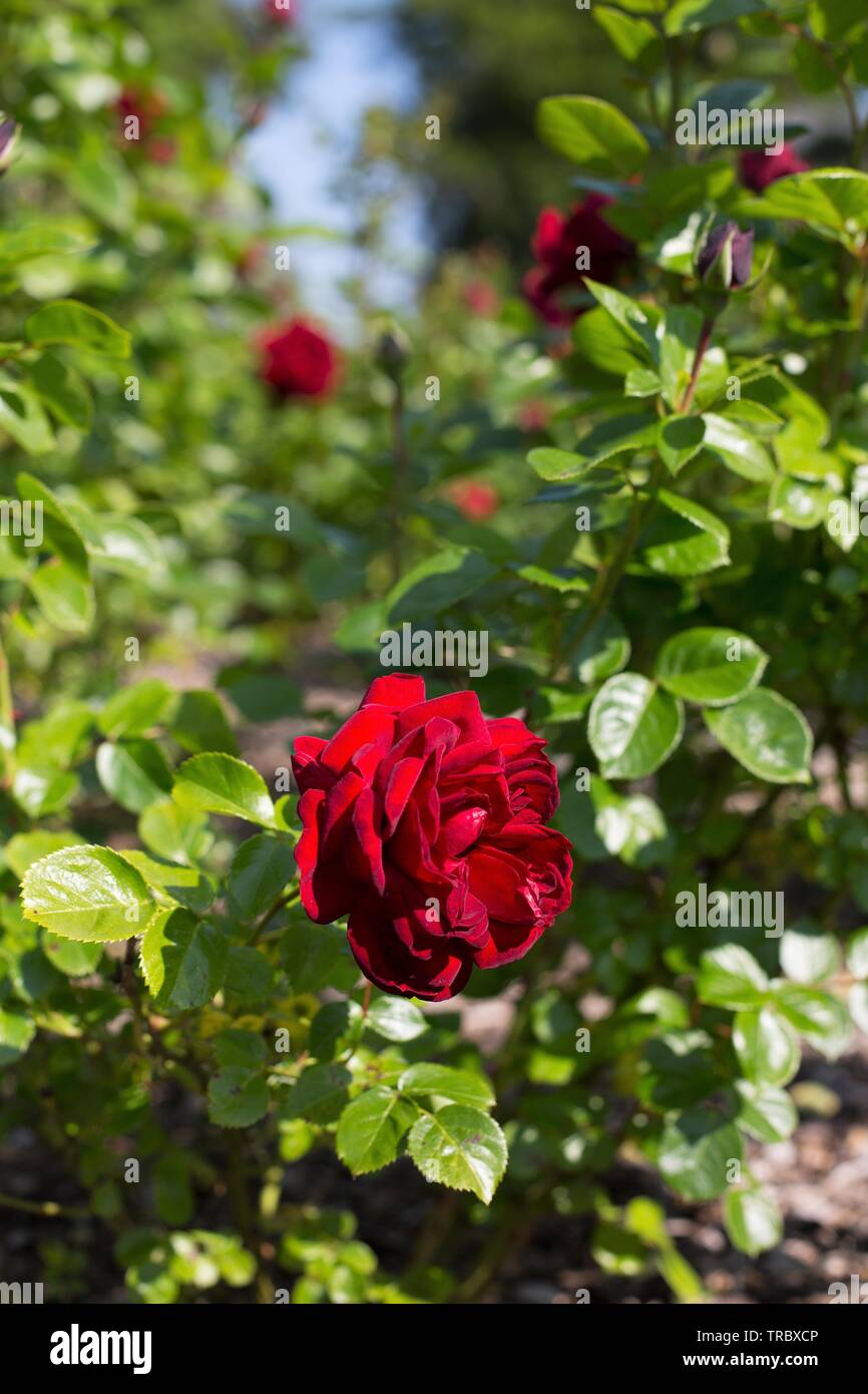 Red tutu hi-res stock photography and images - Alamy