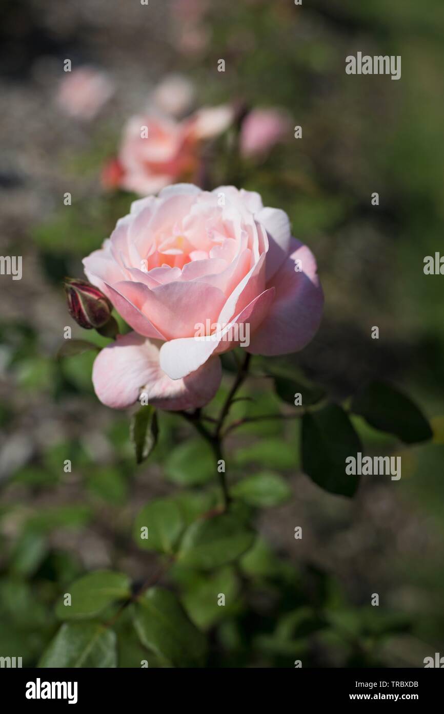 Ma perkins hi-res stock photography and images - Alamy