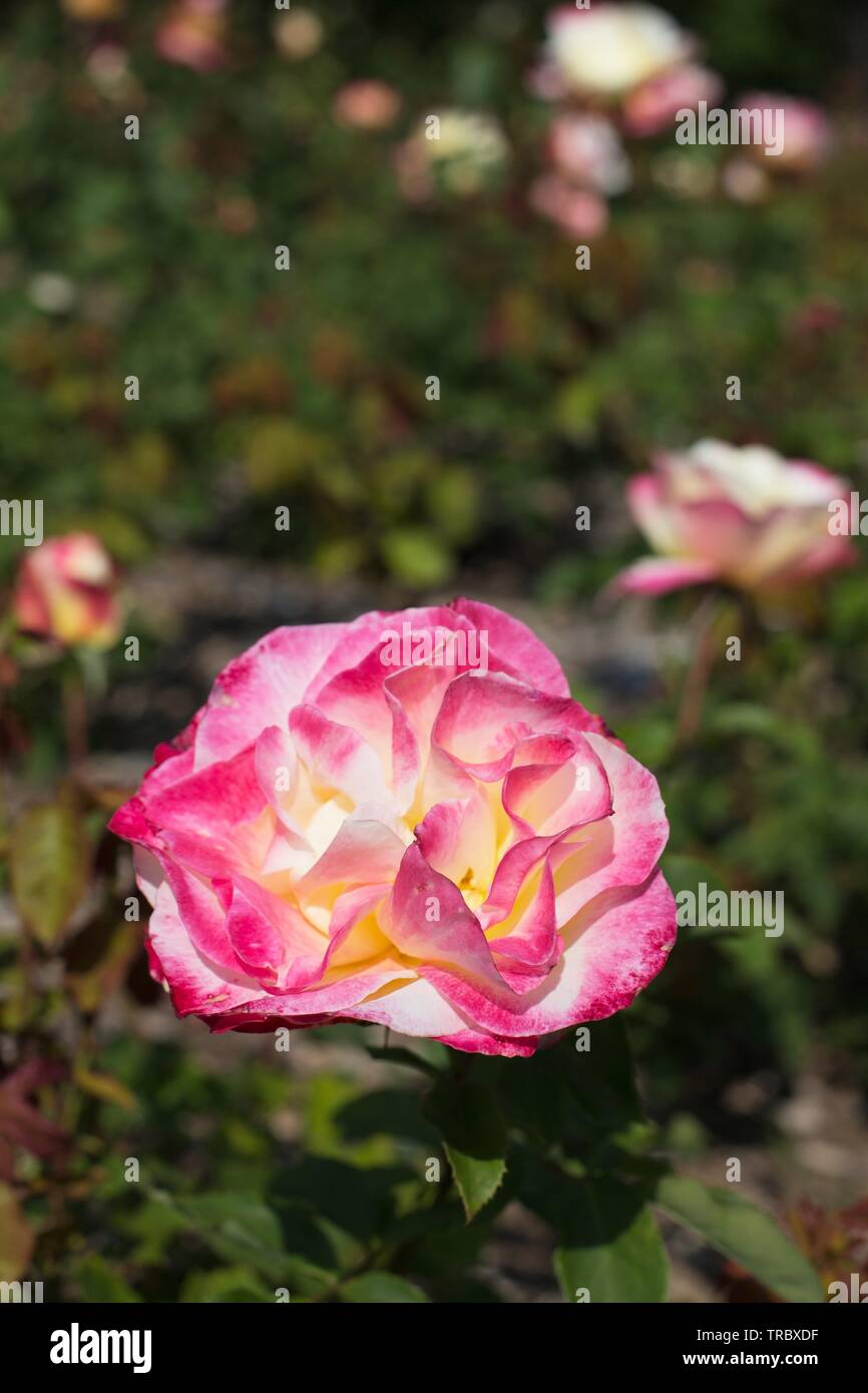 Hybrid tea rose double delight hi-res stock photography and images - Alamy