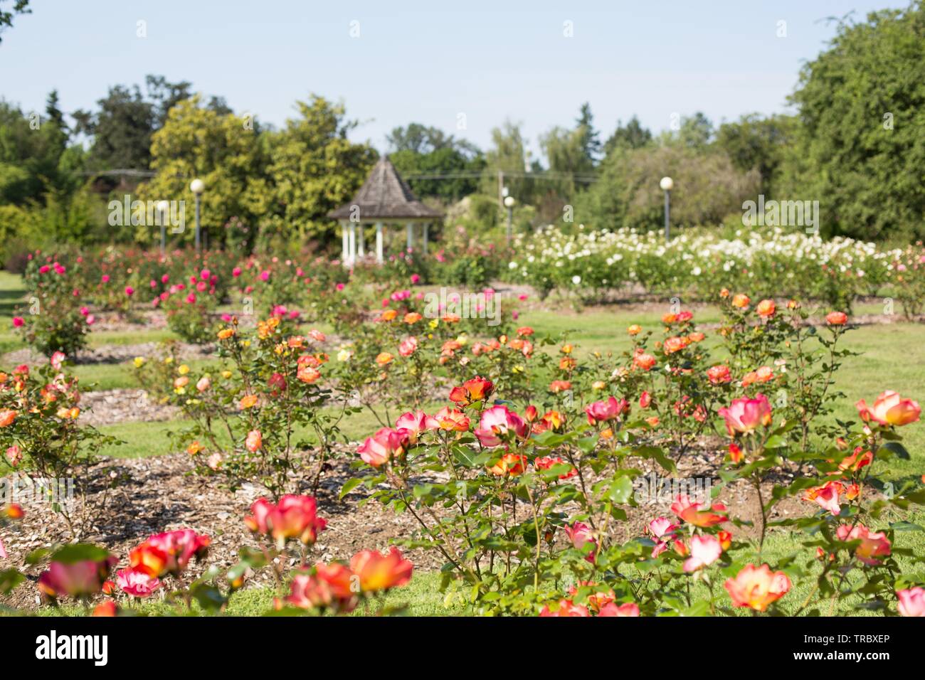 The gazebo and rose garden at Bush's Pasture Park in Salem, Oregon, USA ...