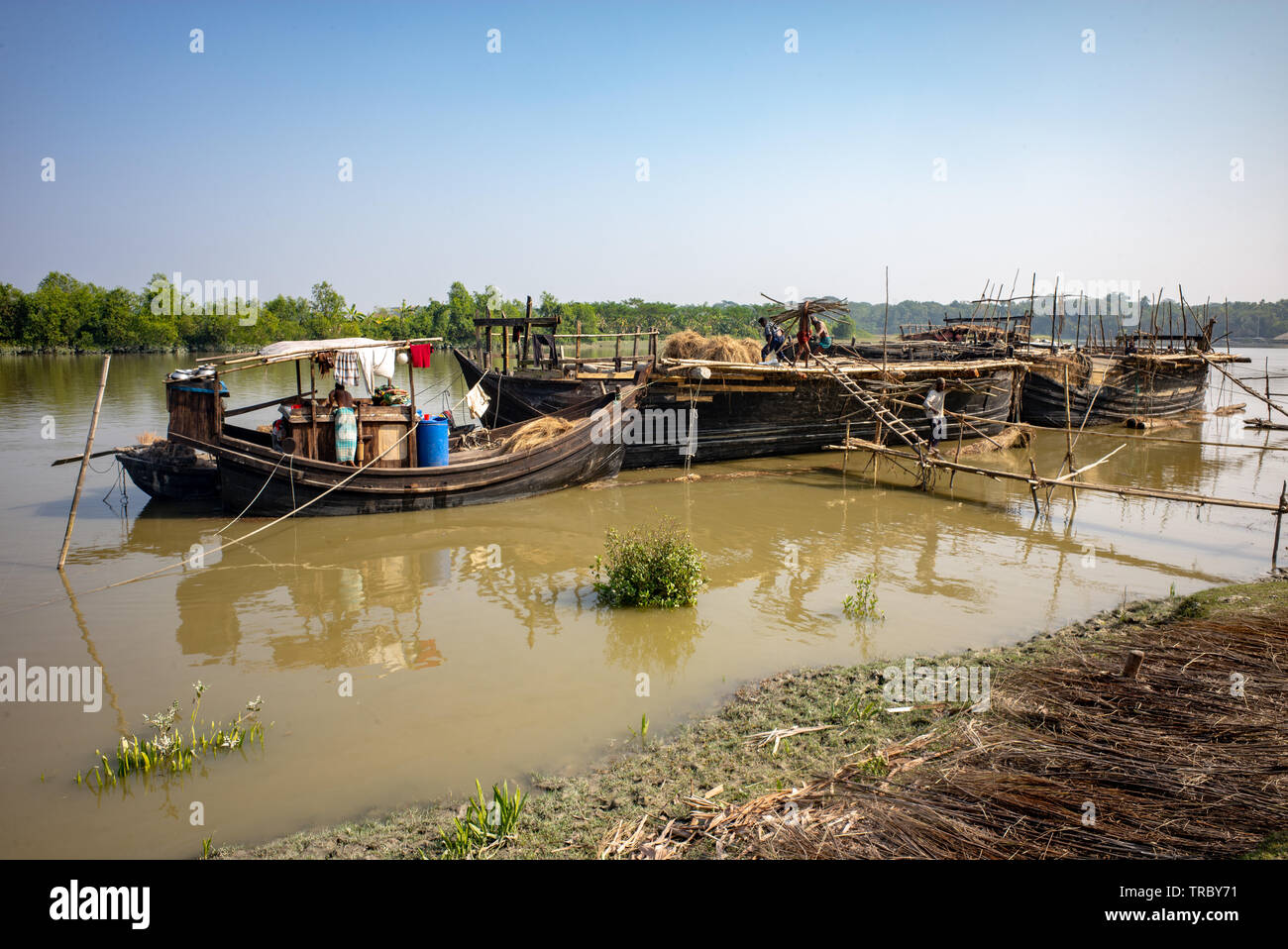 Rice straw being harvested and loaded on boats in Bangladesh Stock ...