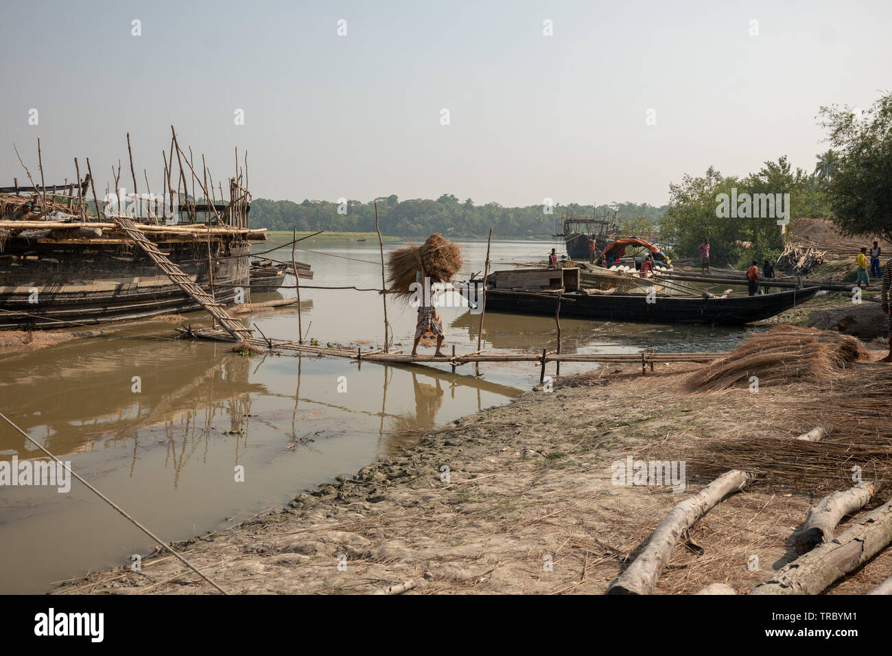 Rice straw being harvested and loaded on boats in the river in ...