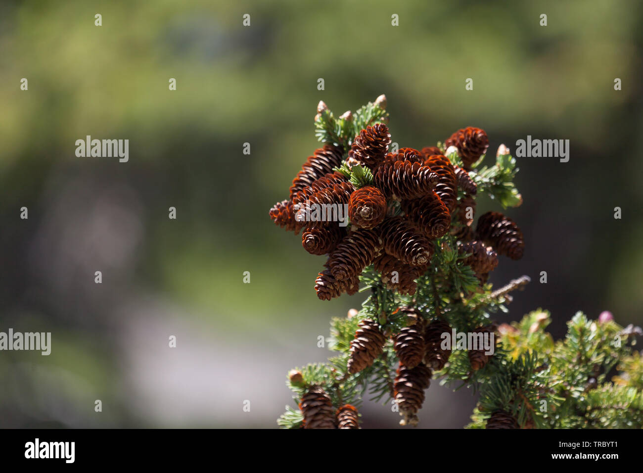A cluster of open brown cones on the branch of an evergreen fir tree ...