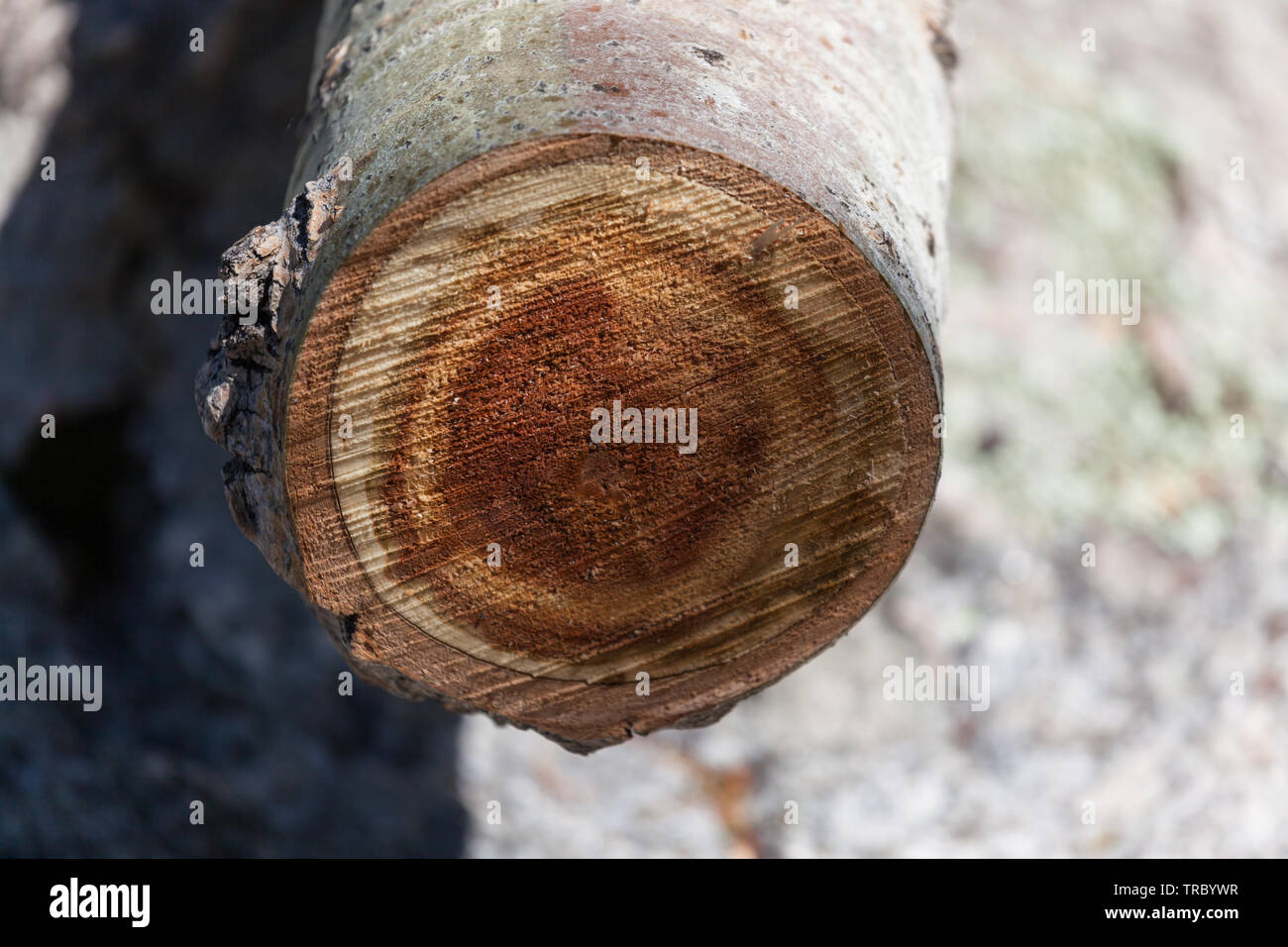 A young birch tree that was cut down by a chainsaw with brown rings in ...
