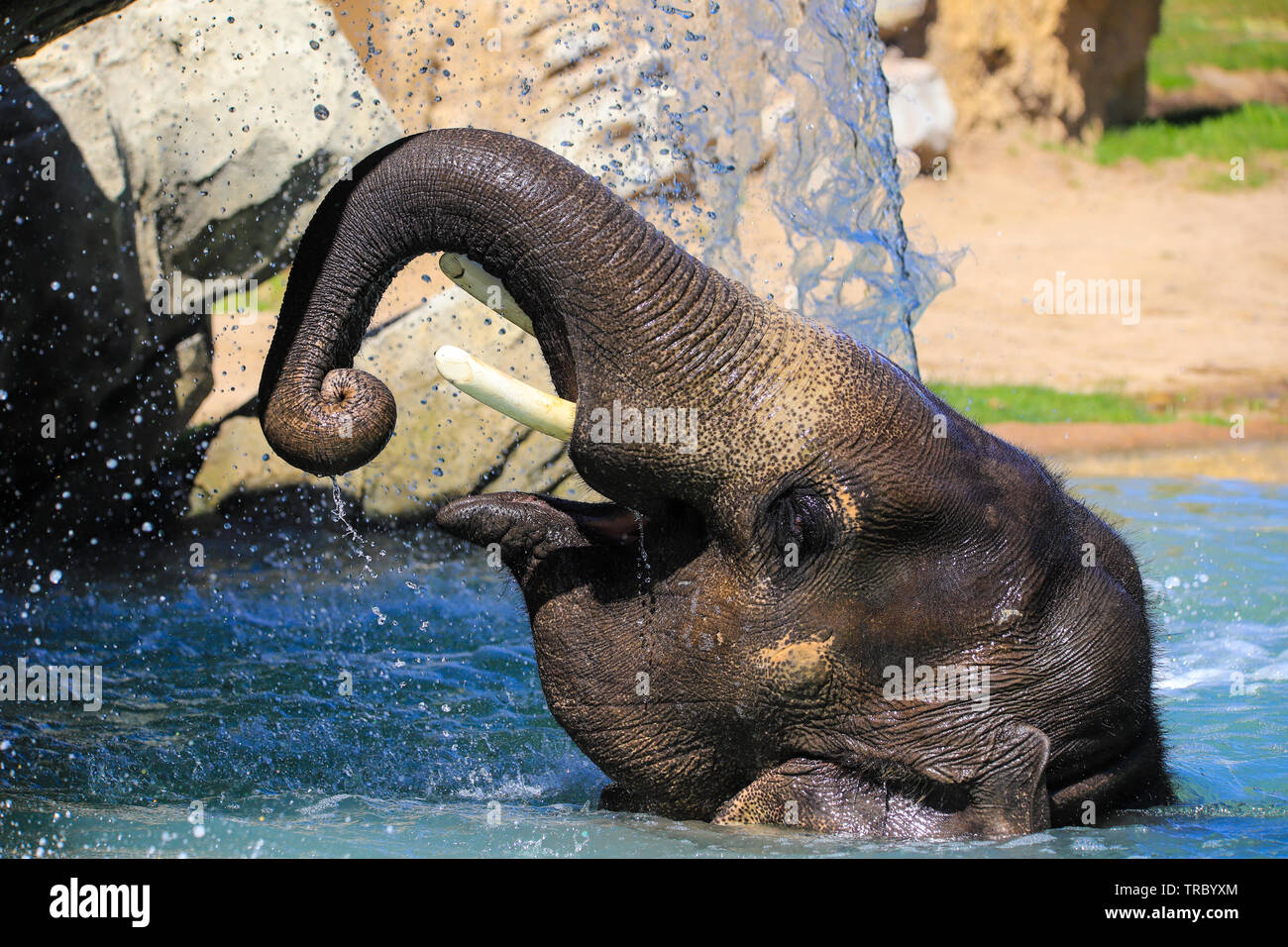 African elephant waterfall hi-res stock photography and images - Alamy