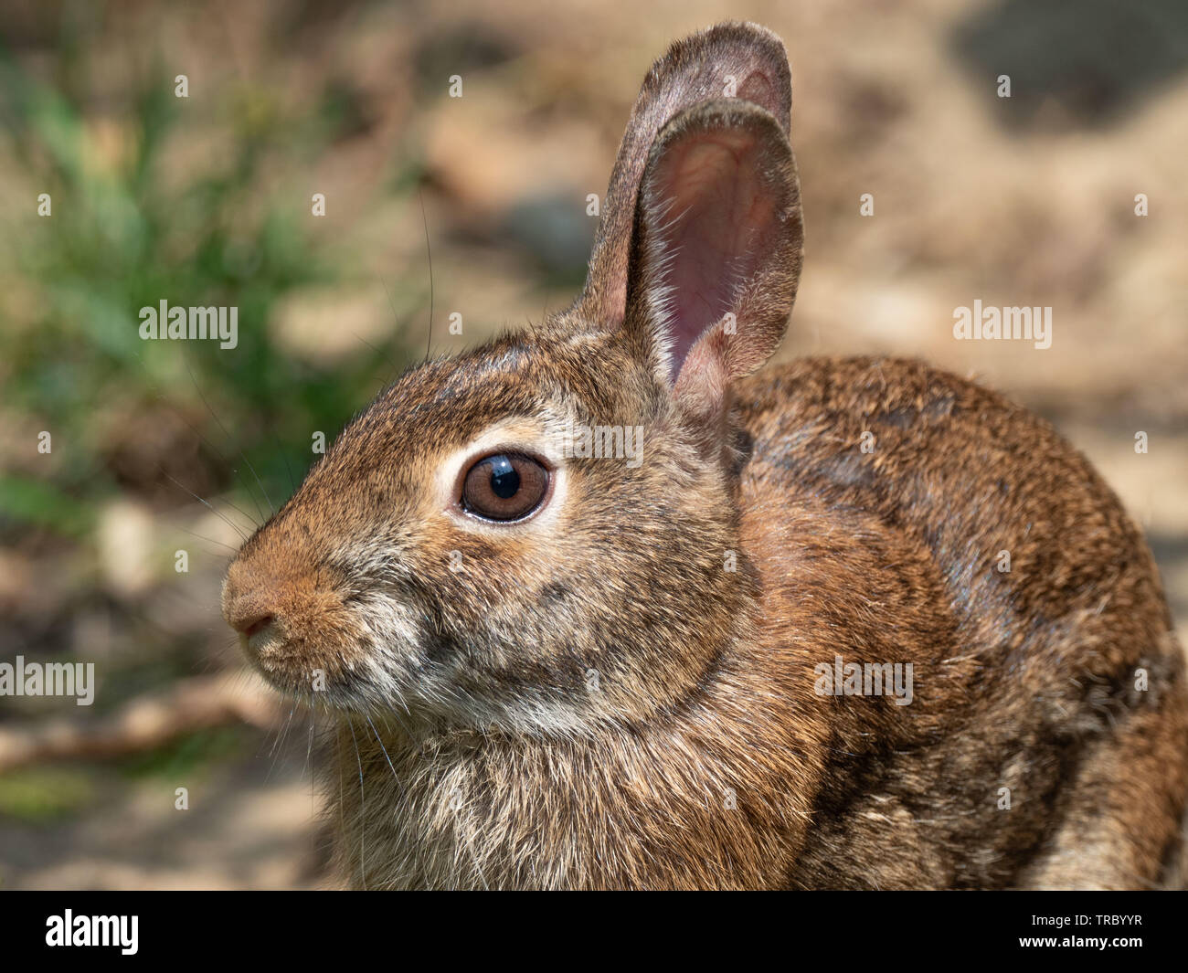 Wild brown rabbit closeup Stock Photo - Alamy