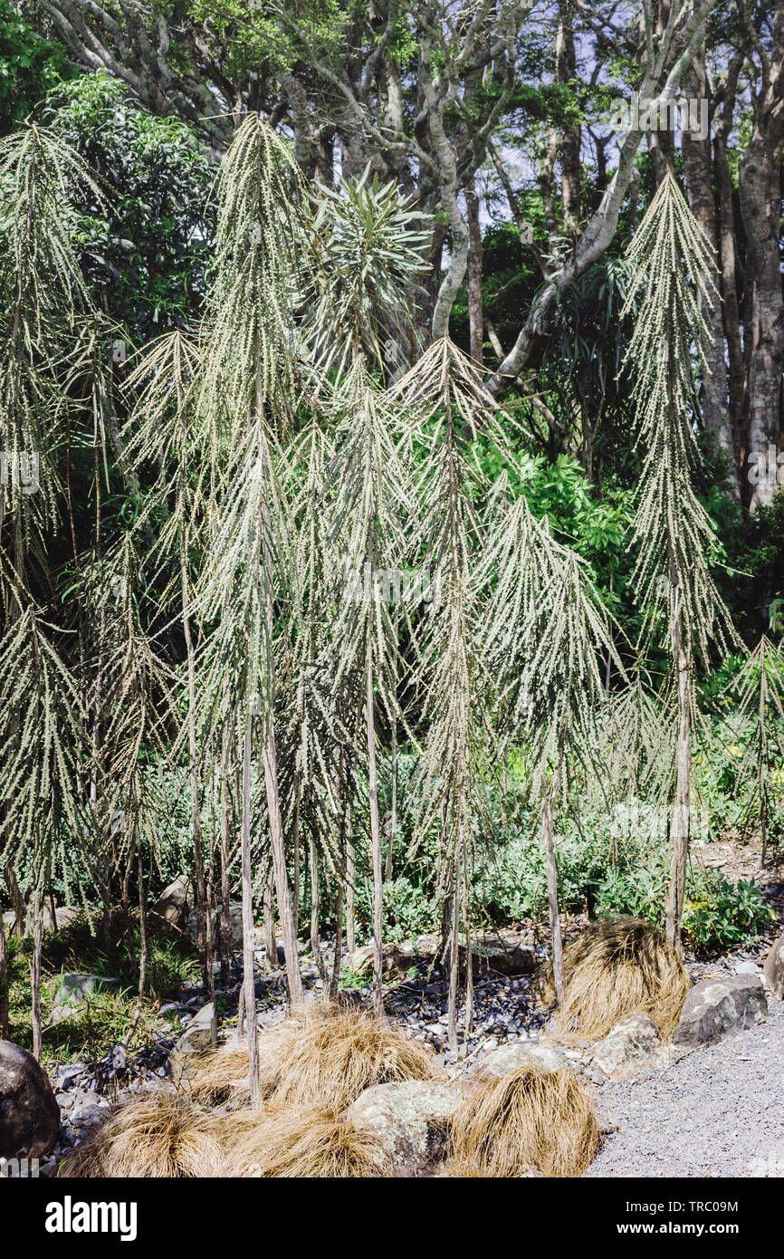 Fierce Lancewood, Pseudopanax ferox, the toothed lancewood or horoeka ...
