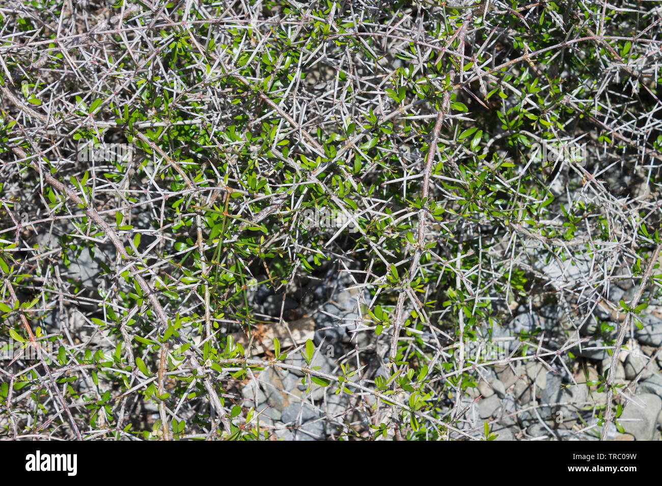 Plant of new zealand hi-res stock photography and images - Alamy