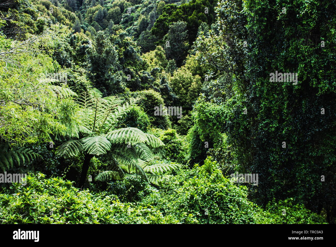 Background image of a native New Zealand Forest Stock Photo - Alamy