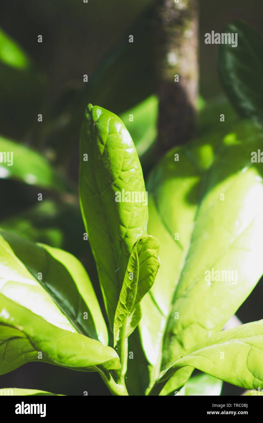 Pennantia baylisiana, the Three Kings kaikomako, is a species of plant ...