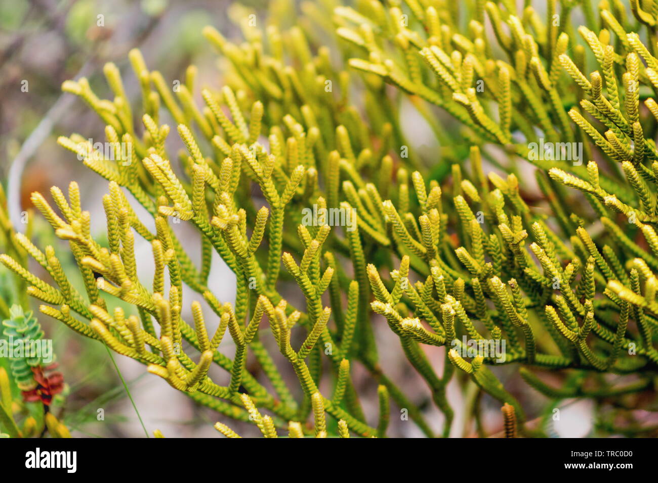 Hebe armstrongii is a bushy whipcord hebe with slender upright branches ...
