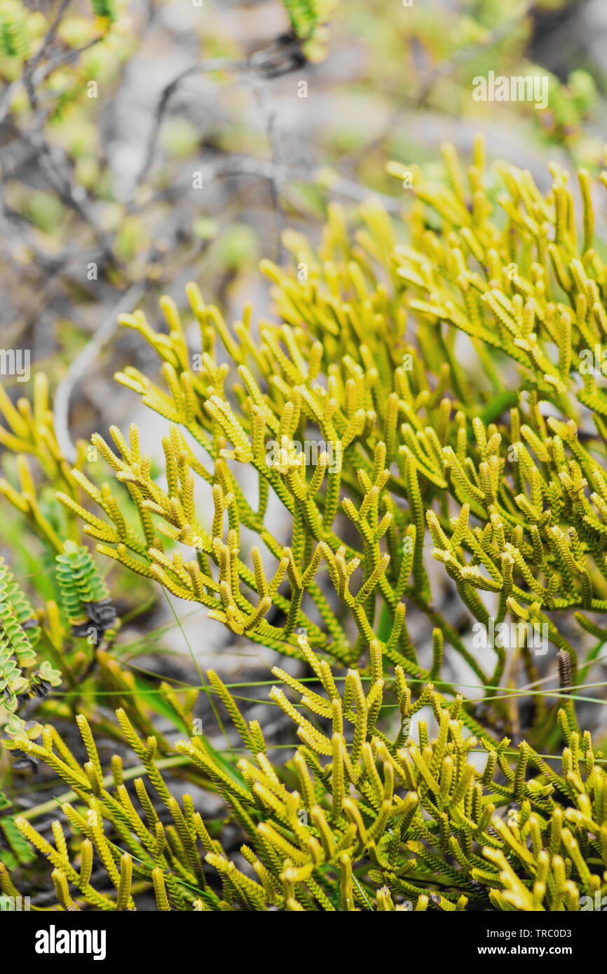 Hebe armstrongii is a bushy whipcord hebe with slender upright branches ...