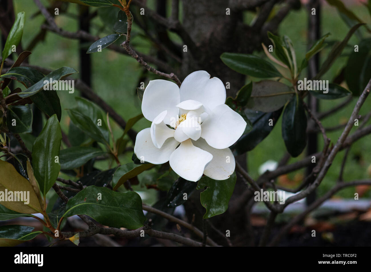 Shrub types hi-res stock photography and images - Alamy
