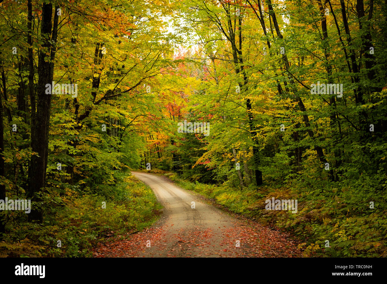 Fall colors cherry trees hi-res stock photography and images - Alamy