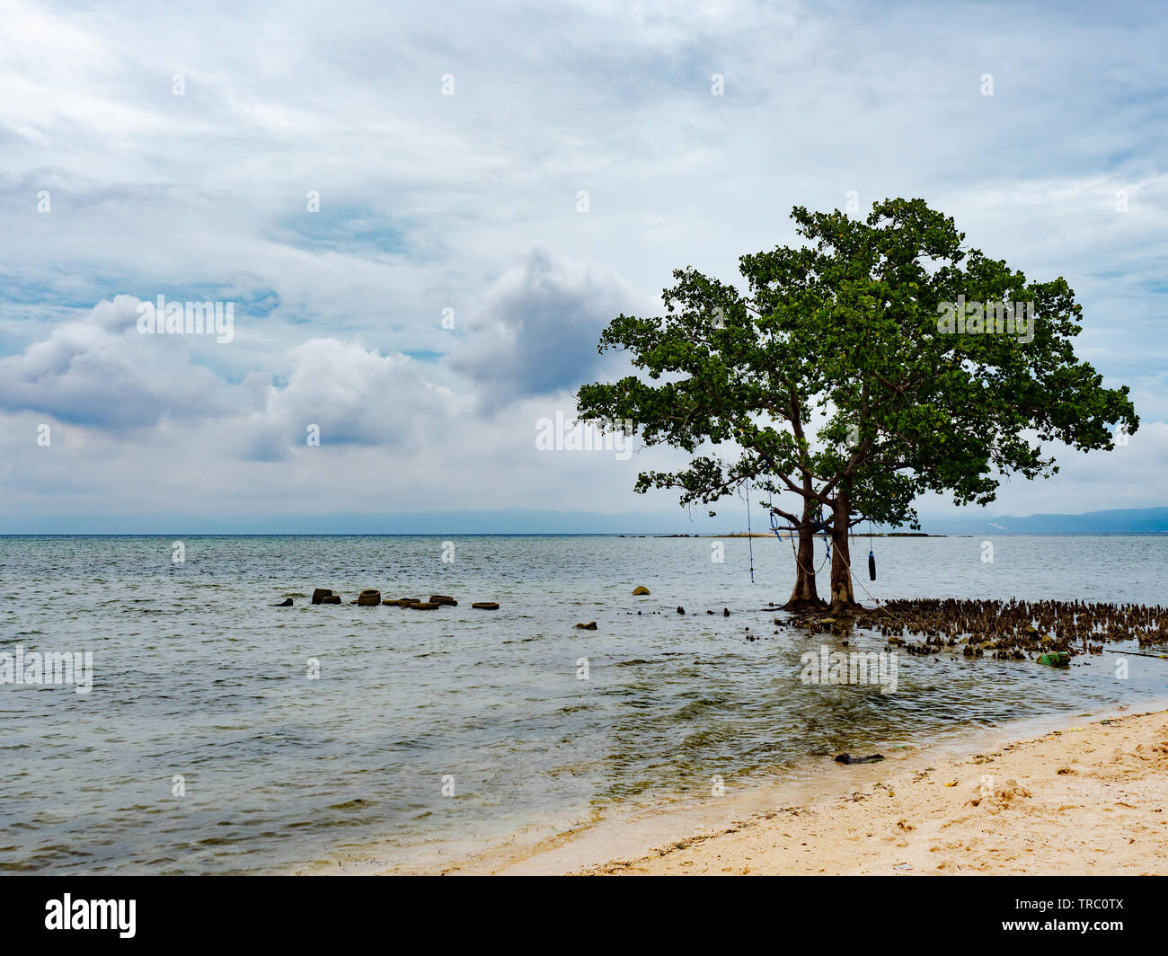 Tree on the beach in Tinito, a village in Maasim in the Sarangani ...