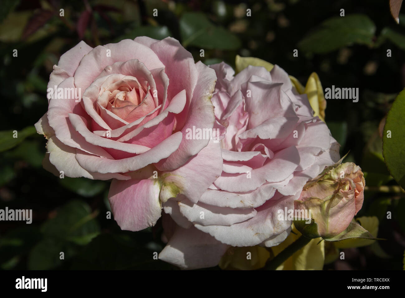 Roses of the spring hi-res stock photography and images - Alamy